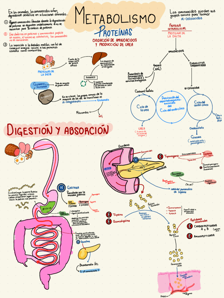 Bioquimica 2 | PDF | Proteínas | Biosíntesis