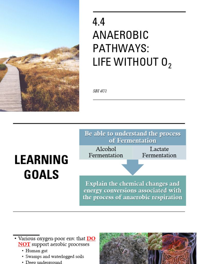 4.4 - Anaerobic Pathways - Life Without Oxygen | PDF | Cellular ...
