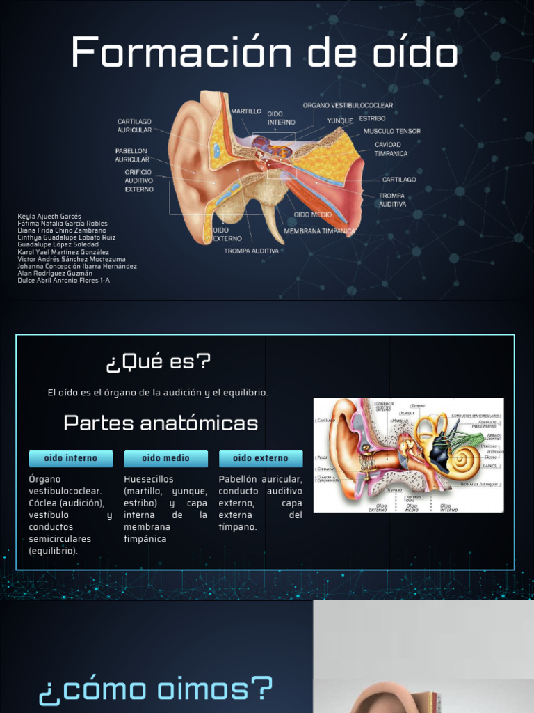 Anatomía y desarrollo del oído humano | PDF | Escuchando | Oído