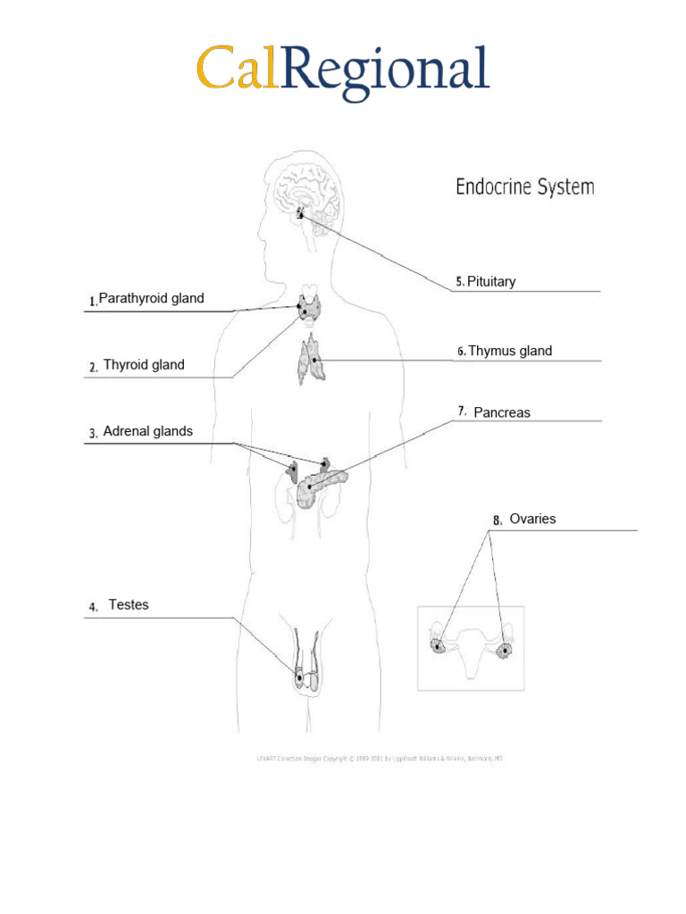 Endocrine System Labeling | PDF