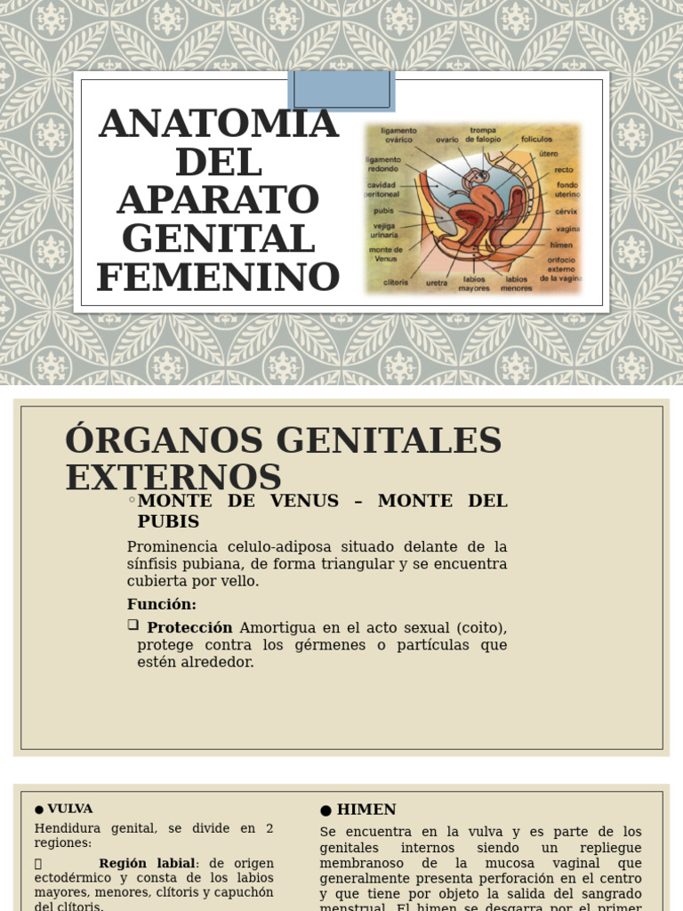 ANATOMIA DEL APARATO GENITAL FEMENINO GINECO | PDF | Labios | Vagina
