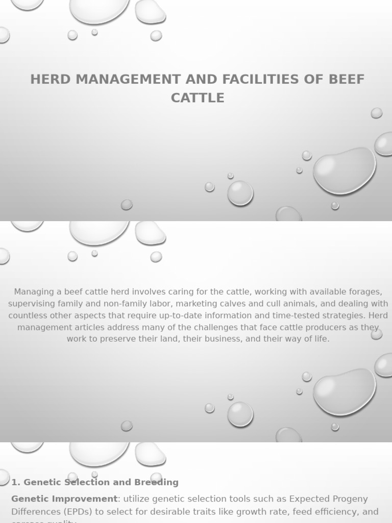 Beef Cattle Herd Management Guide | PDF | Cattle | Grazing