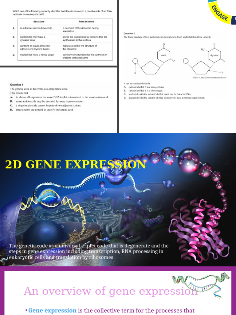 2D Gene Expression | PDF | Translation (Biology) | Rna