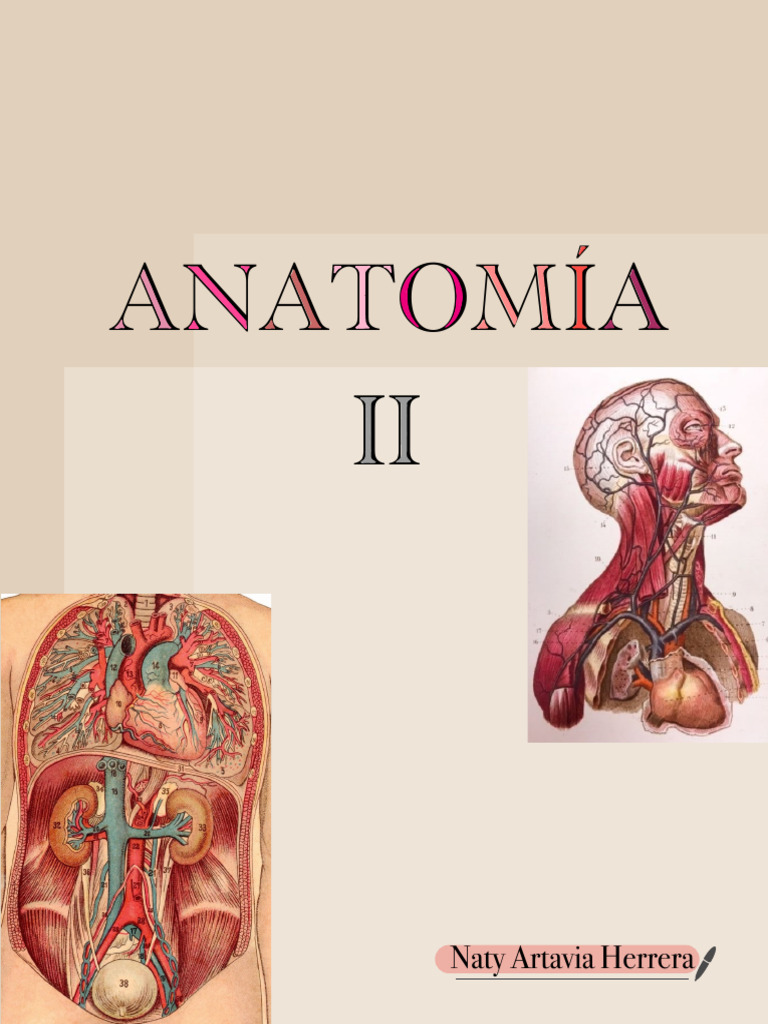 Resumen Anatomía II | PDF | Corazón | Tórax