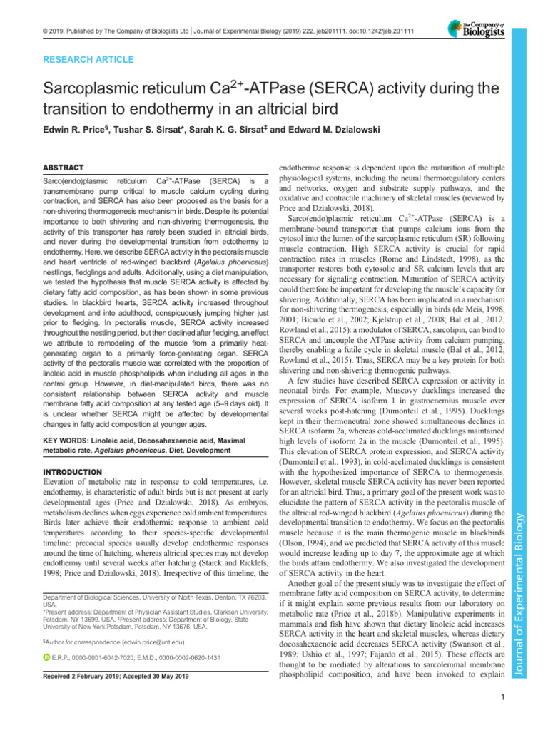 Sarcoplasmic Reticulum Ca2+-ATPase (SERCA) Activity | PDF | Muscle ...