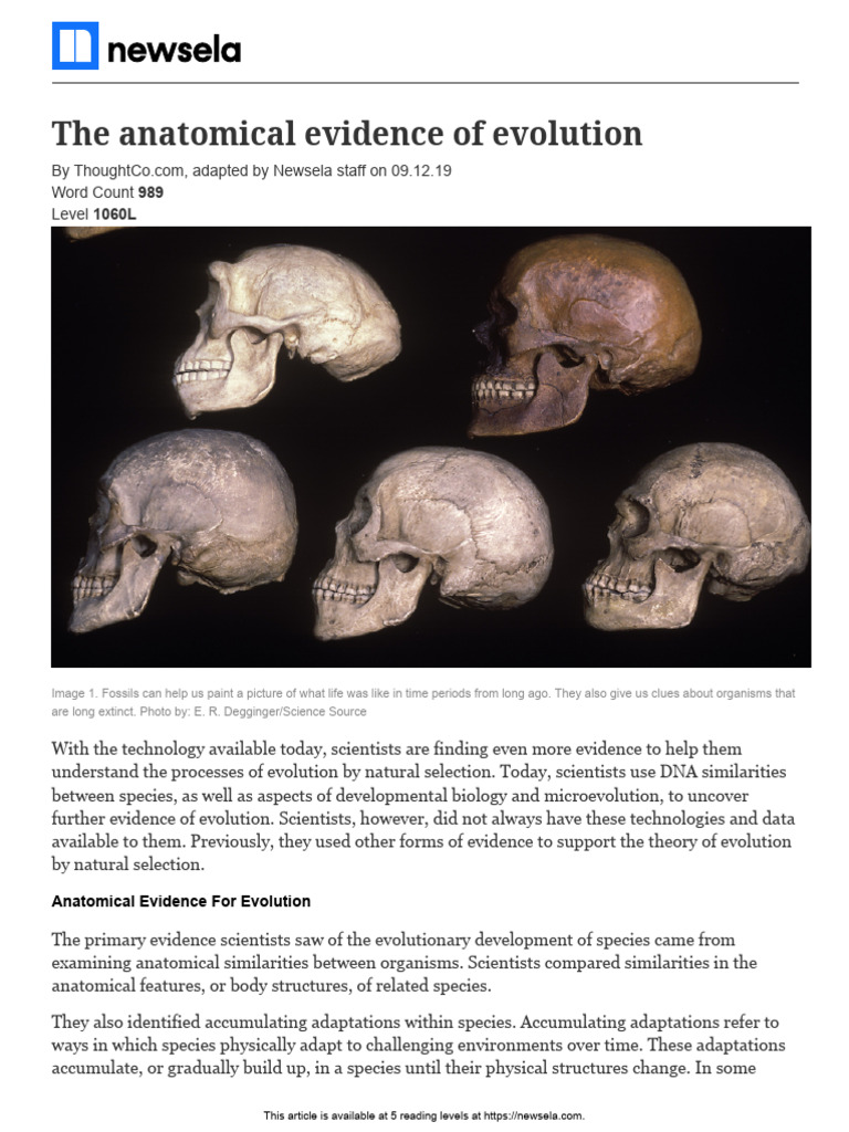 Anatomical Evidence of Evolution Explained | PDF | Evolution | Fossil
