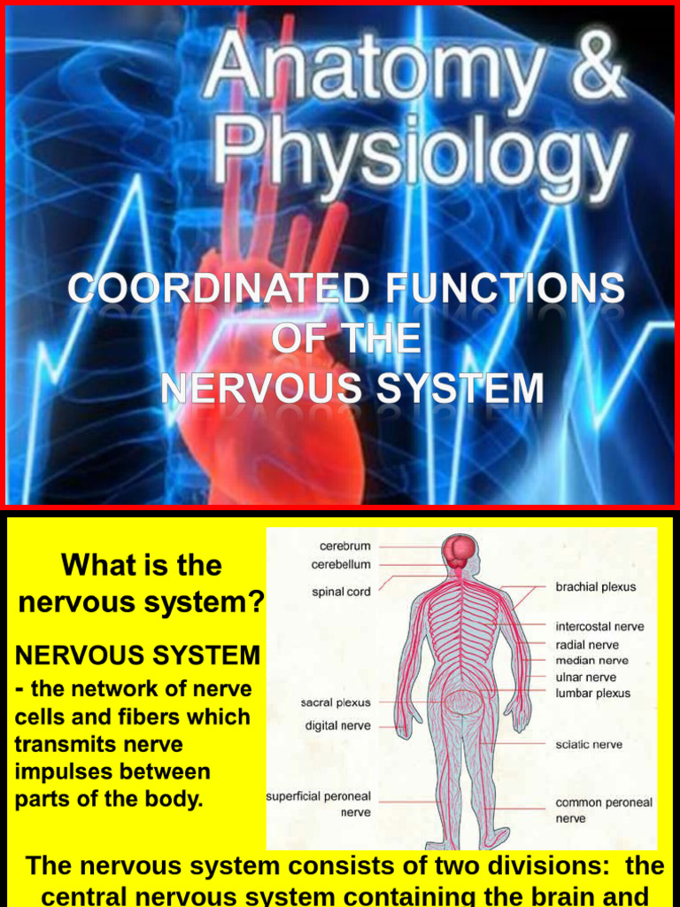 Overview of the Nervous System Divisions | PDF