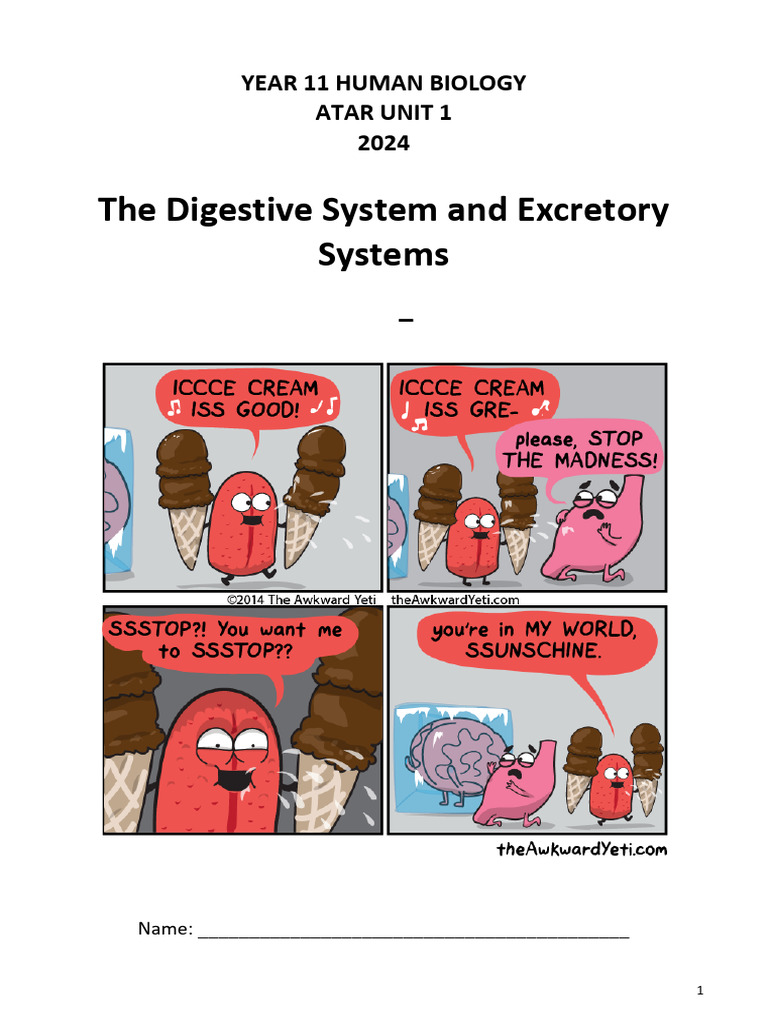 Digestive and Excretory Systems Overview | PDF | Digestion | Stomach