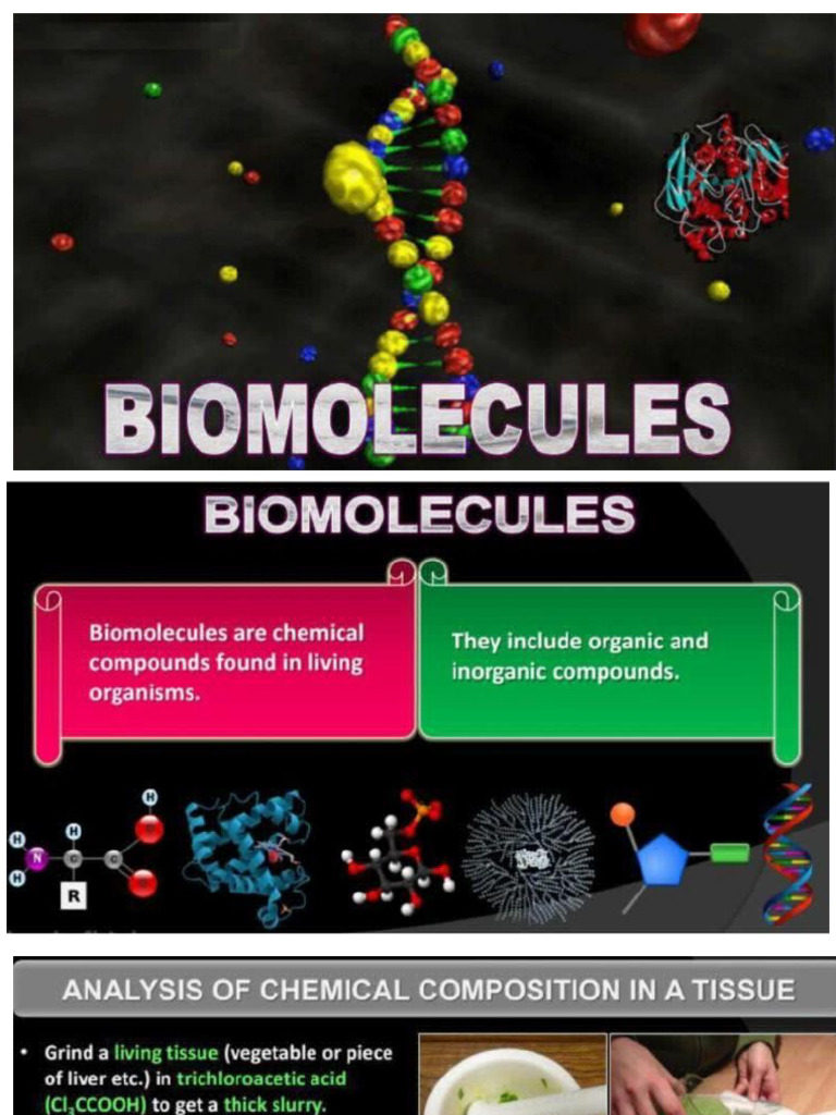 Biomolecules Class Xi 2025-2026 | PDF