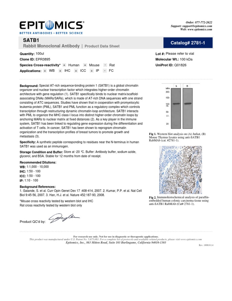 Satb1: Rabbit Monoclonal Antibody | PDF | Immunohistochemistry | Chromatin