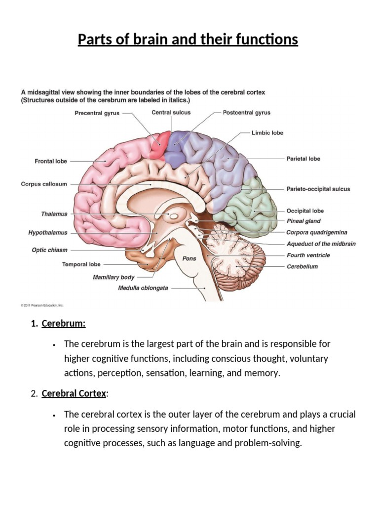 Brain Parts and Their Functions Explained | PDF | Brain | Cerebrum