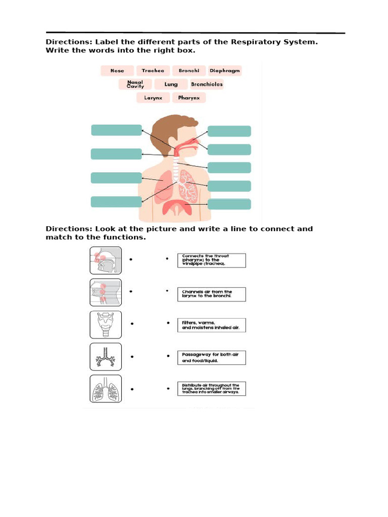 Respiratory System Labeling Guide | PDF