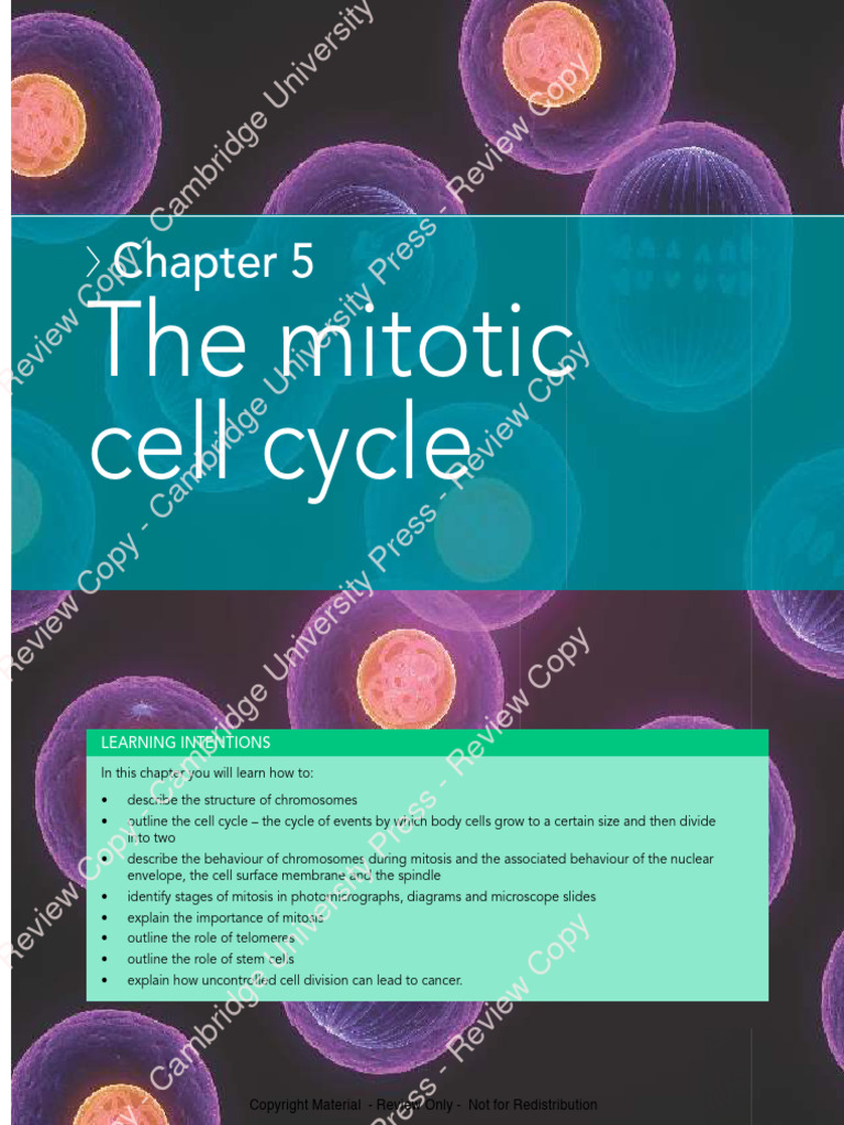 Understanding the Mitotic Cell Cycle | PDF | Mitosis | Chromosome