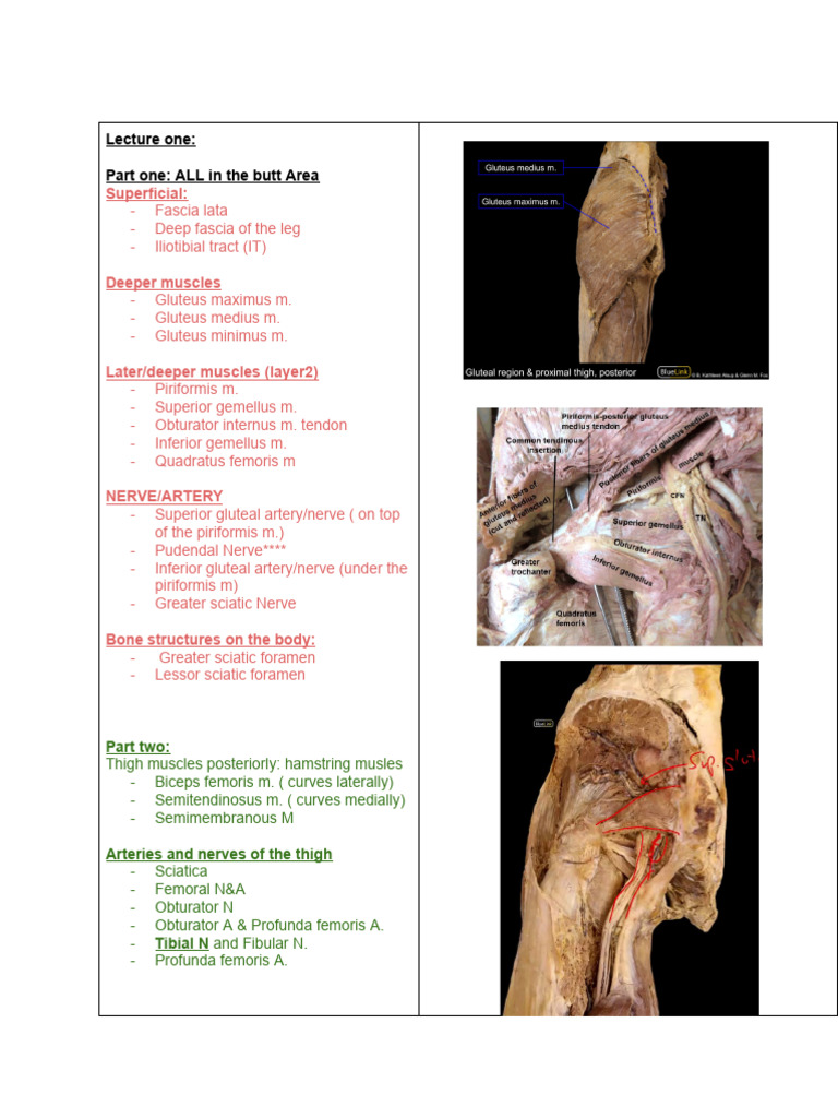 Lower Extermity List | PDF | Foot | Human Anatomy