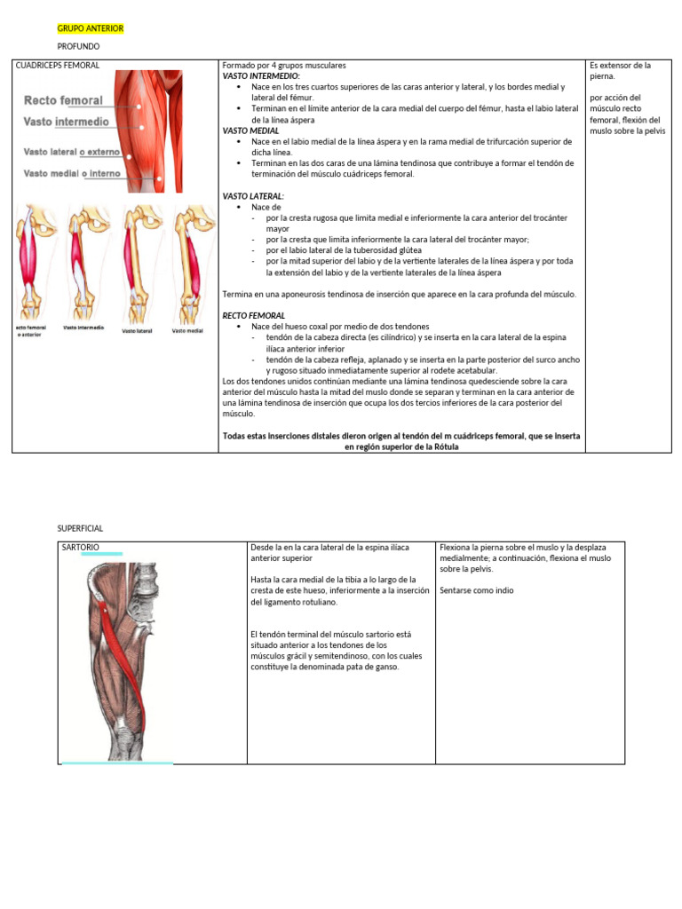 Musculos Del Muslo | PDF | Articulaciones | Tejido suave
