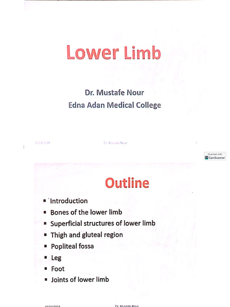 1st Lower Limb Lecture | PDF