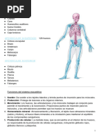 Anatomía de la Fisis y su Función | PDF | Hueso | Cartílago