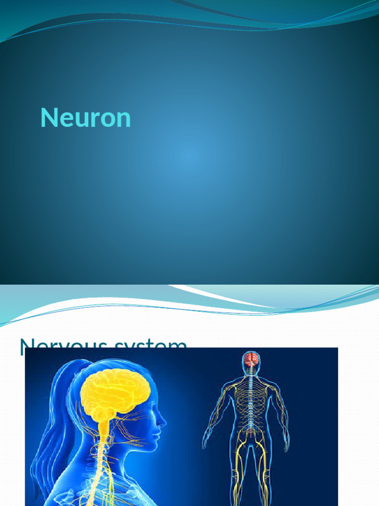 NEURON[1] | PDF | Neuron | Axon