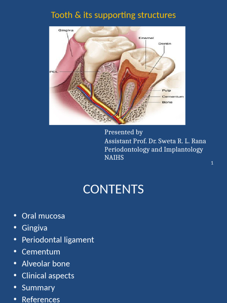 Anatomy of Tooth and Supporting Structures | PDF | Epithelium | Bone