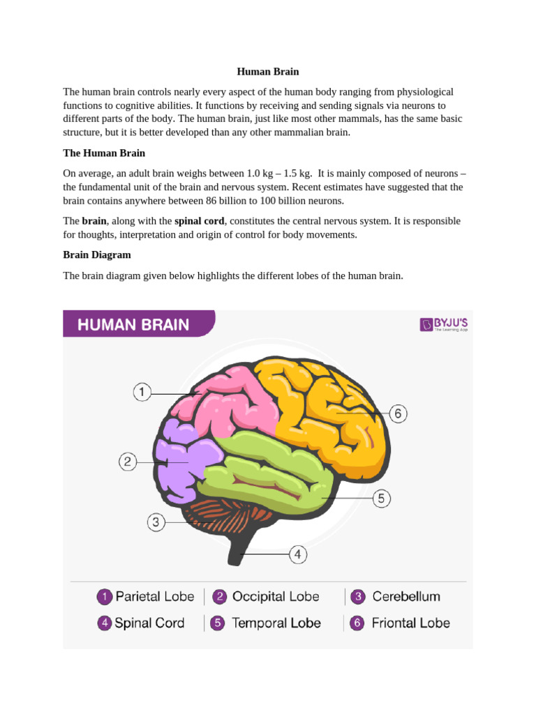 Overview of Human Brain Anatomy | PDF | Cerebrum | Brain