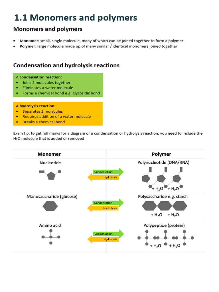 Monomers, Polymers, and Carbohydrates Overview | PDF | Adenosine ...