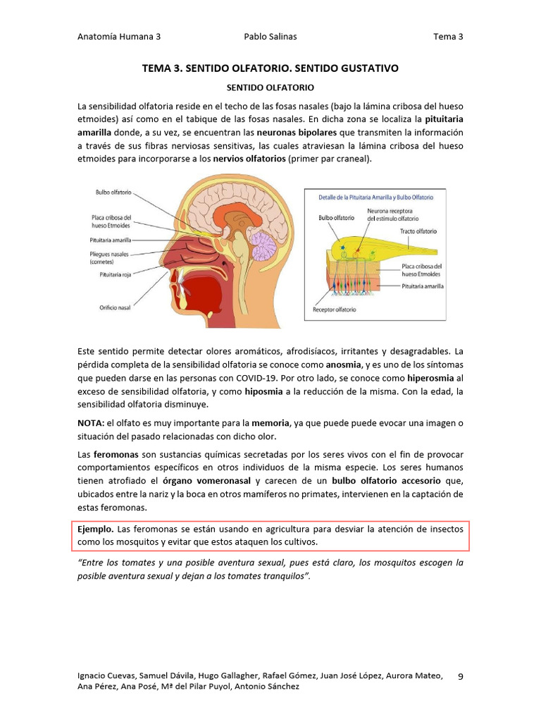 Anatomía del Olfato y Gusto Humano | PDF | Oído | Órganos sensoriales