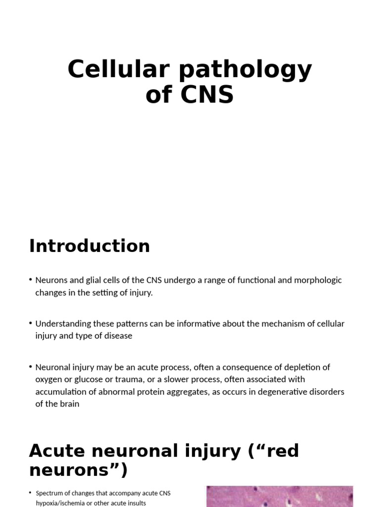 CNS Cellular Pathology Overview | PDF | Meningitis | Cerebrospinal Fluid