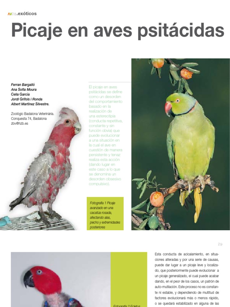Av17 Picaje en Aves Psitácidas | Aves | Estrés (Biología)