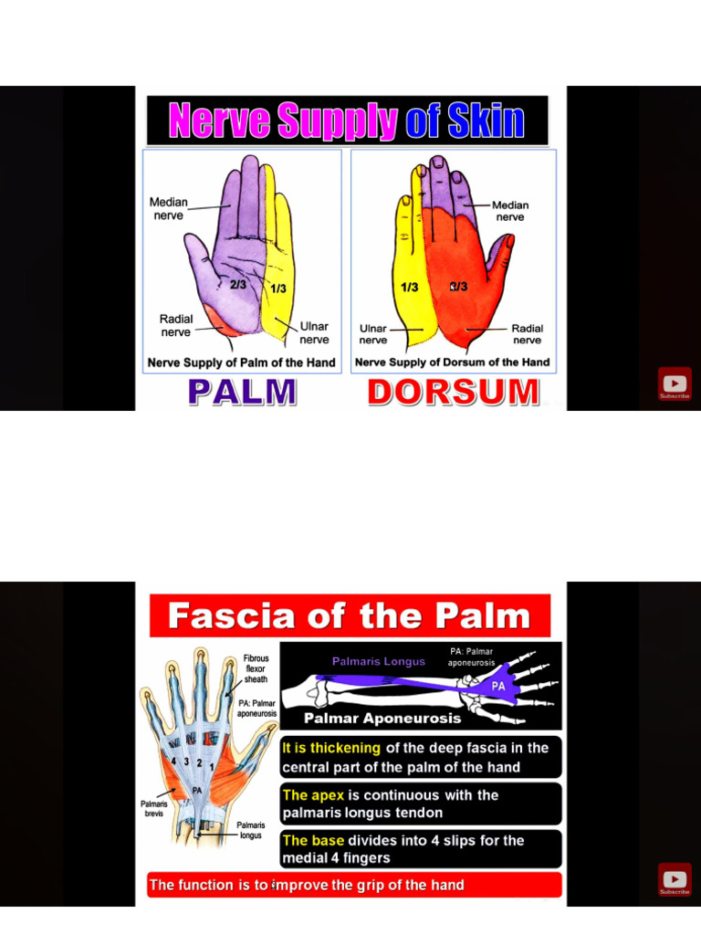 Hand Anatomy | PDF