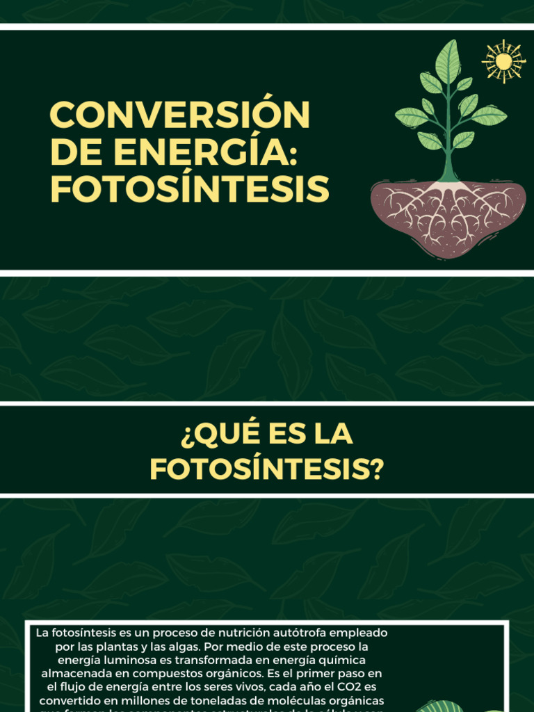 The Basics of Photosynthesis in Plants Educational Presentation in ...