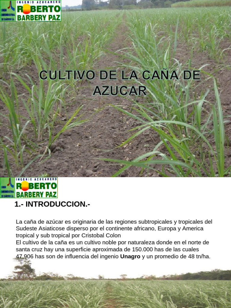 Manejo Del Cultivo de La Caña de Azucar 2018 | PDF | Caña de azúcar ...