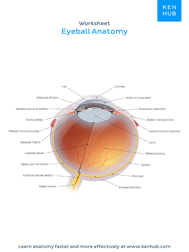 Worksheet Eyeball Anatomy Labeled | PDF