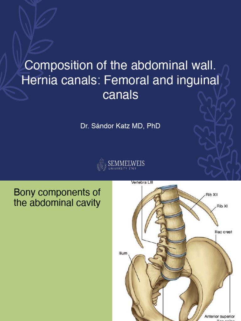 15_Composition of the Abdominal Wall. Hernia Canals. Inguinal and ...