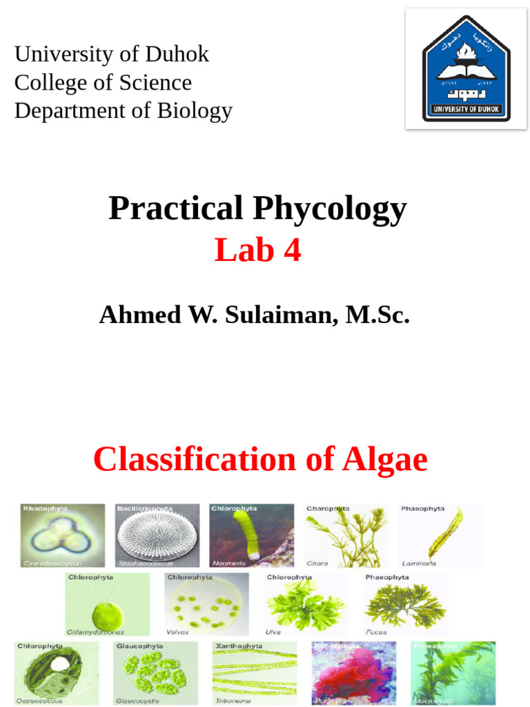 Algae Classification: Key Features Explained | PDF | Algae | Cell Wall