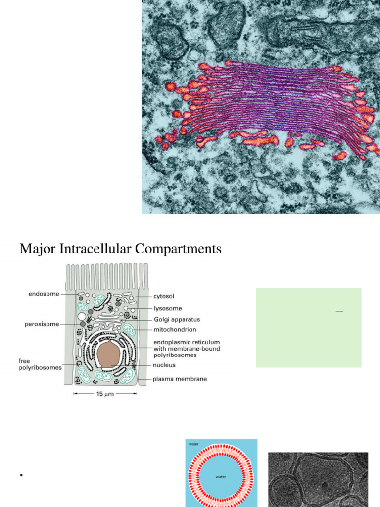 Vesicular Trafficking - PPTM | PDF | Vesicle (Biology And Chemistry ...