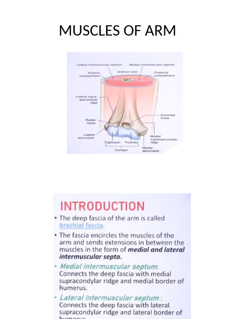 Muscles of Arm | PDF