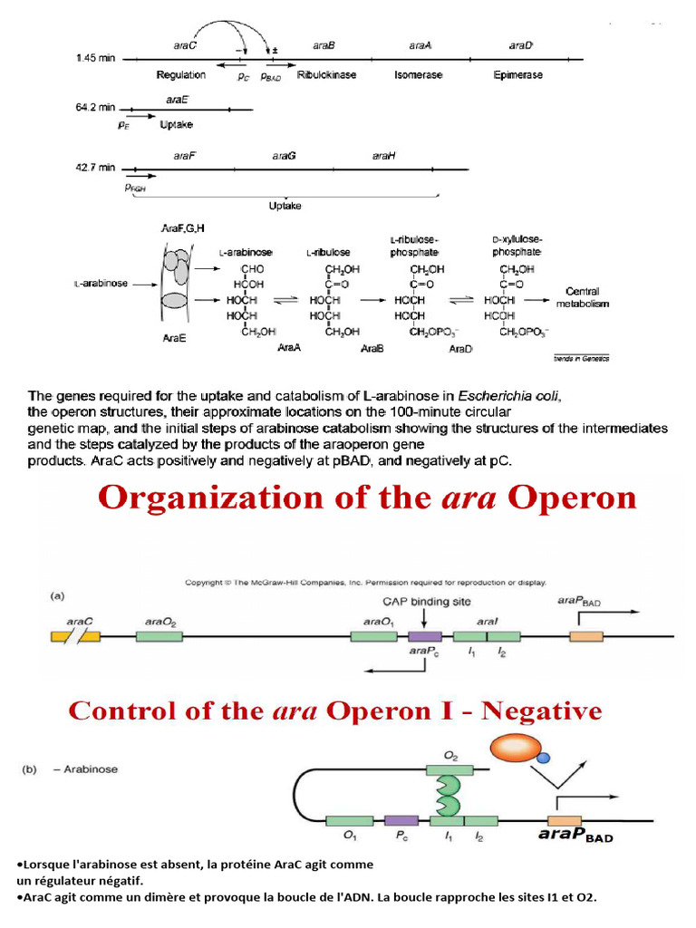 Régulation de l'opéron arabinose par AraC | PDF