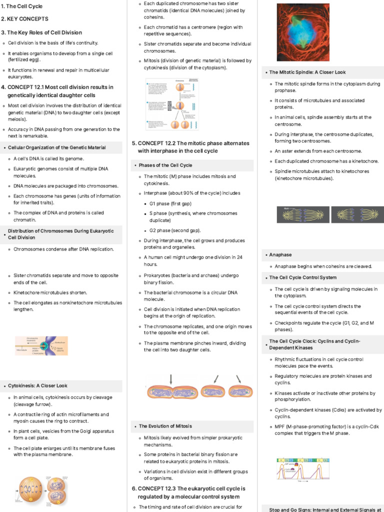 Understanding the Eukaryotic Cell Cycle | PDF | Mitosis | Cell Cycle