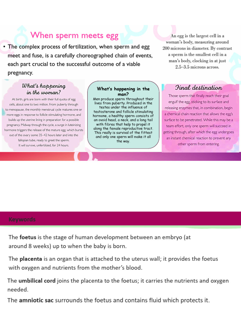 Understanding Human Fertilization Process | PDF | Fetus | Placenta