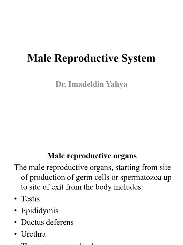 Male Reproductive System Pdf Testicle Prostate