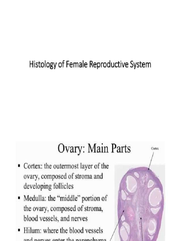 Histology Female Reproductive System | PDF