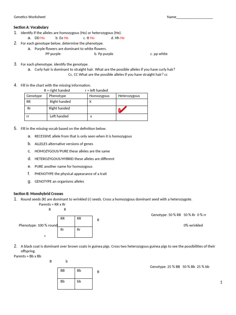 Genetics Vocabulary and Crosses Worksheet | PDF | Dominance (Genetics ...