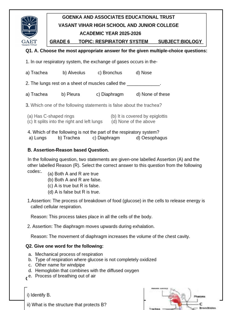Respiratory System Quiz for Grade 6 | PDF | Respiratory System | Lung