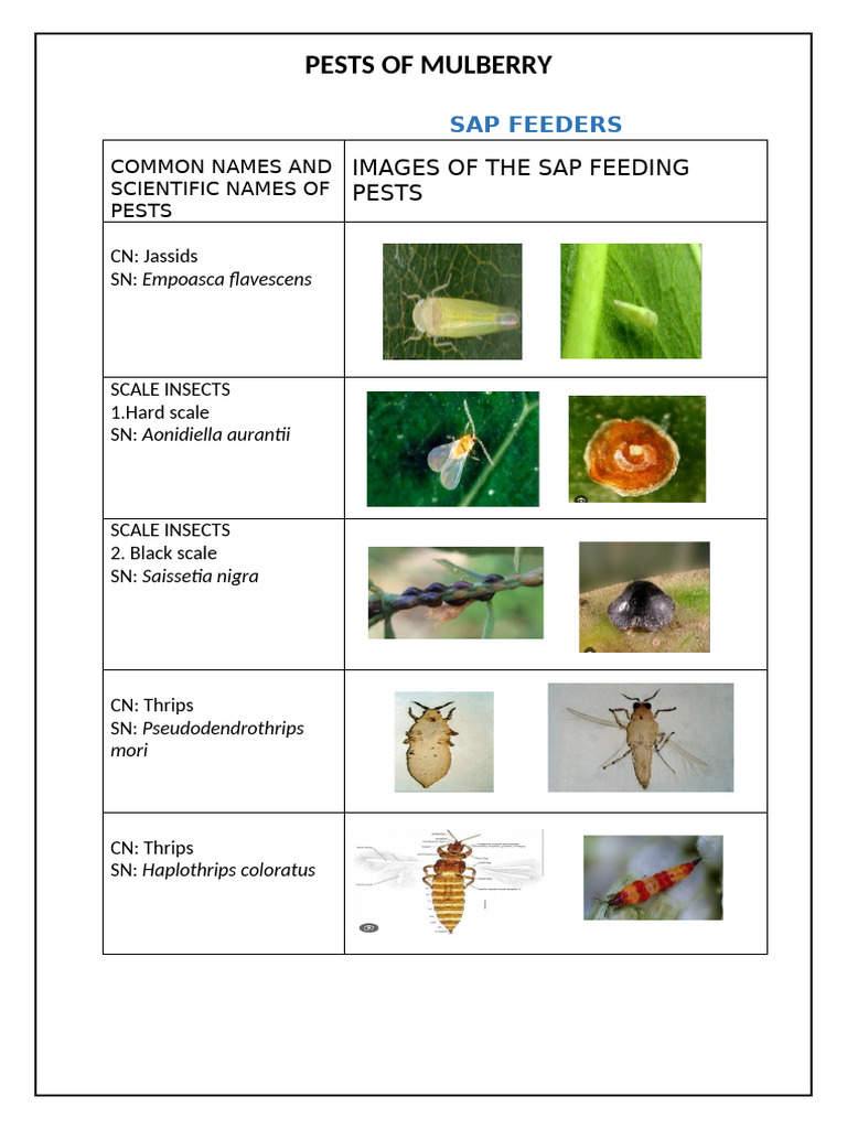 Sap Feeders Stem Borers and Root Feeders | PDF