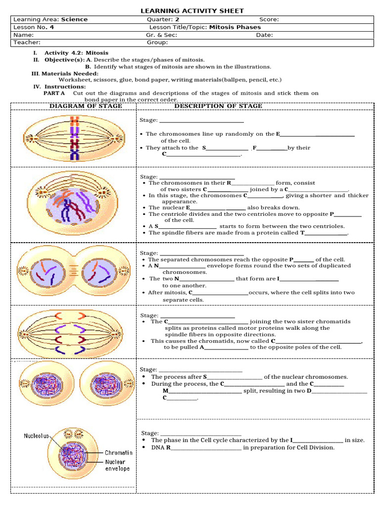 LAS Q2 Lesson-4.2b Mitosis-Phases | PDF | Mitosis | Molecular Biology