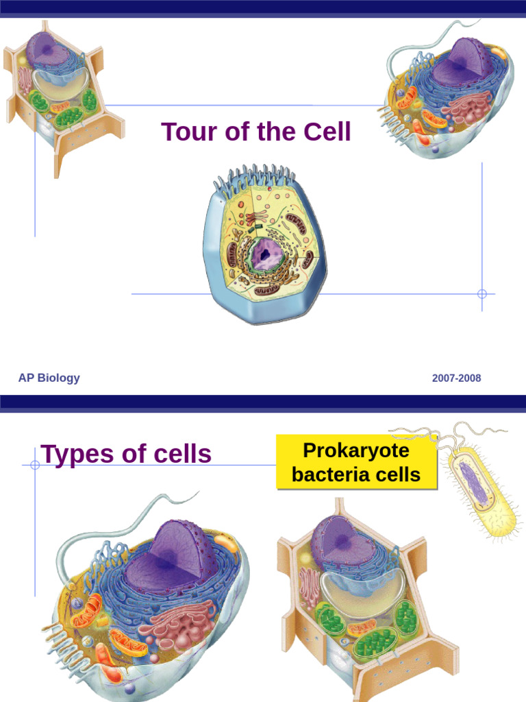 Ch_7 Cells Overview | PDF | Endoplasmic Reticulum | Cell (Biology)
