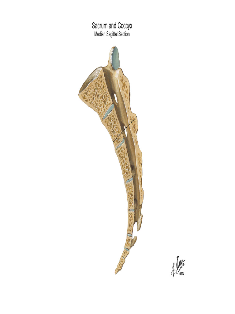 P 150B - Sacrum and Coccyx (Median Sagittal Section) | PDF