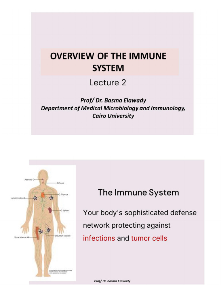 Immun. Lecture 2 RST Handout | PDF