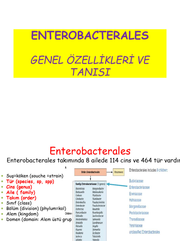 10 Enterobacterales Genel Özellikleri Ve Tanısı | PDF