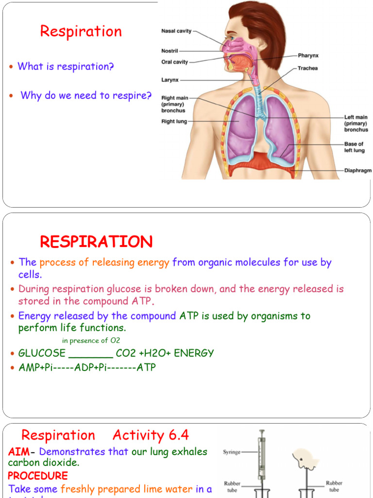 CH 5 Life Processes - Respiration | PDF | Respiratory System | Cellular ...